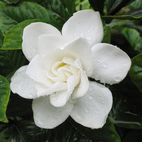 栀子花苗盆栽绿植四季开花牡丹枝子花阳台室内盆栽花卉植物花苗 虎窝淘