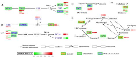 Comparative Analysis Of Differentially Methylated Regions And Download Scientific Diagram