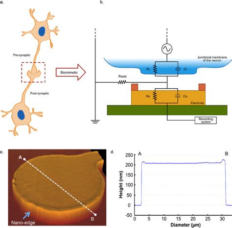 Biomimetic Nano Edge Microelectrode Mimicking The Morphological Download Scientific Diagram