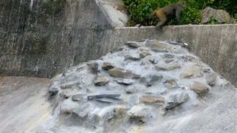 知本林道動物友善通道成效佳 山羌水鹿自由通行20230313 公視晚間新聞 YouTube