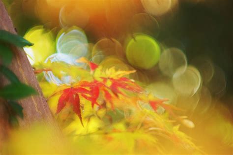 夢の途中エレガンテさん αcafe αの写真投稿サイト ｜ ソニー