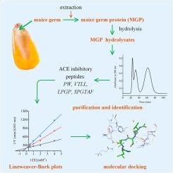 玉米胚芽蛋白水解物中四种新型ACE抑制肽的鉴定及作用机制研究 LWT Food Science and Technology X MOL