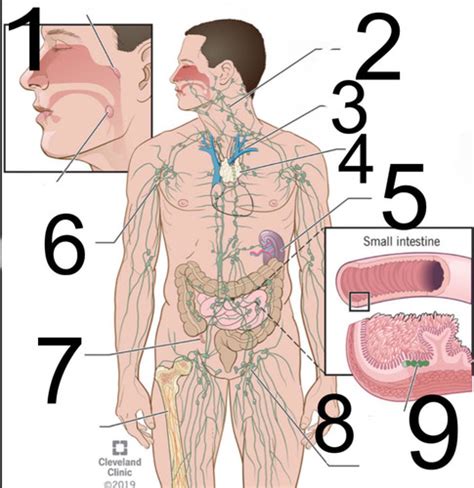 Lymphatic System Flashcards Quizlet