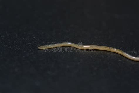 Toxocara Cati Egg Under The Microscope Stock Image Image Of Toxocara Toxocariasis 193226495