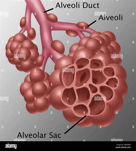 Alveolar Duct Model