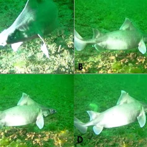 Map Indicating The Locality Of Encounter With The Angular Rough Shark Download Scientific