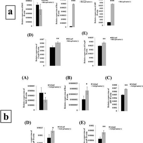 A B Evaluation Of Apoptotic Cell Percentage Using Dapi Staining As It