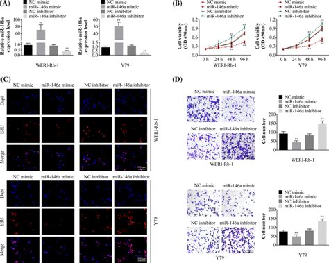 Overexpression Of Mir‐146a Inhibited Viability Proliferation And