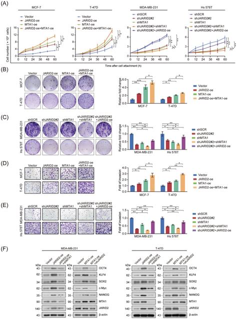 Jarid2 Coordinates With The Nurd Complex To Facilitate Breast Tumorigenesis Through Response To