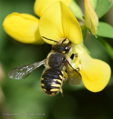 Wool Carder Bee Anthidium Manicatum Subsp Nigrithorax Species