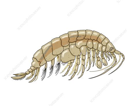 Scud Illustration Stock Image C027 5258 Science Photo Library