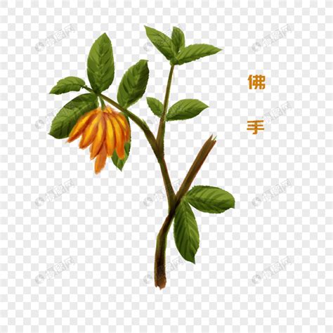 手绘水彩中药材佛手元素素材下载 正版素材401073927 摄图网