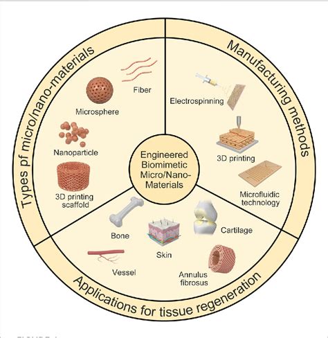 Figure 1 From Engineered Biomimetic Micro Nano Materials For Tissue Regeneration Semantic Scholar