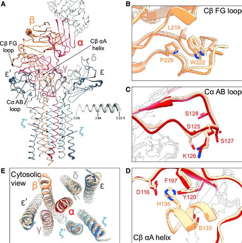 Structural Rigidity Of The Tcr Membrane Complex A Structural