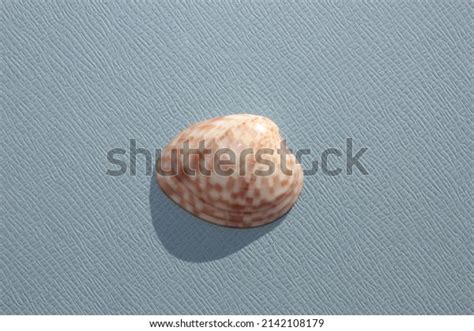 108 Calico Clam Royalty Free Photos And Stock Images Shutterstock