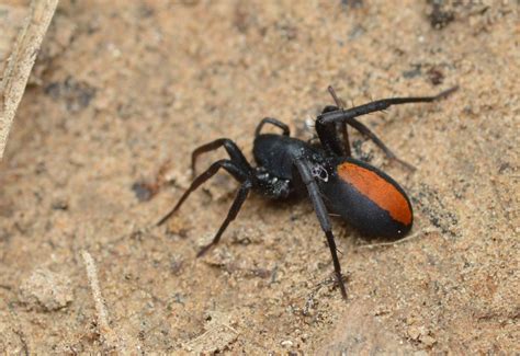 Mind Blowing Facts About Red Spotted Ant Mimic Spider Facts Net