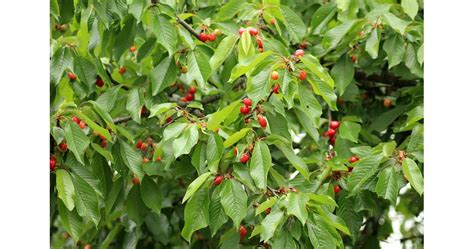 Растителна защита през месец юни Български Фермер