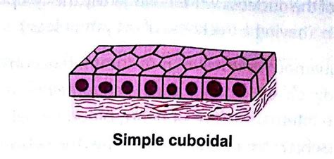 Simple Cuboidal Medical Study Zone