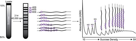 Polysome Profiling Is An Extensible Tool For The Analysis Of Bulk Protein Synthesis Ribosome
