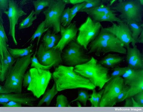 Astrocyte Calcium Signaling Leads To More Brain Complexity