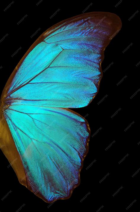 Premium Photo Morpho Butterfly Wing Closeup Background And Texture