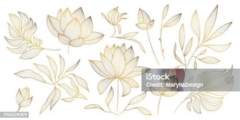 금 잎 절연 식물 가지 연꽃 라인 그림 고급 단풍 장식의 벡터 세트 빈티지 장식 요소 정글 여름 배경 호화로움에 대한 스톡 벡터 아트 및 기타 이미지 Istock