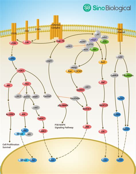 T Cell Receptor Signaling Pathway Sino Biological