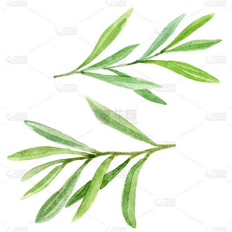 手画集与树叶和树枝