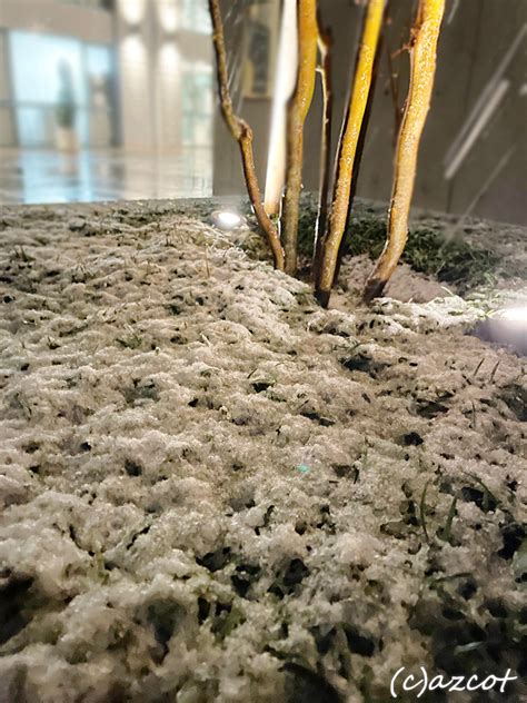 雪 アズコット ブログ