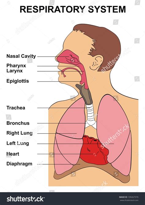 Respiratory System Stock Illustration 109267370