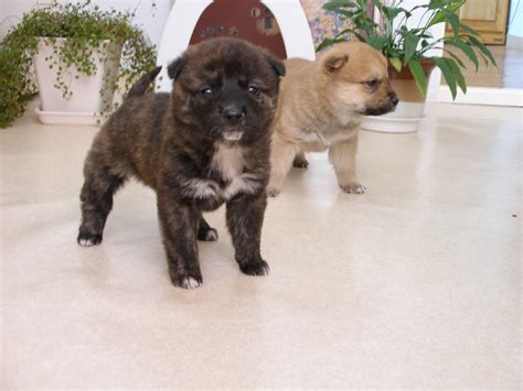 진돗개 분양 호구~호랑이무늬강아지 네이버 블로그