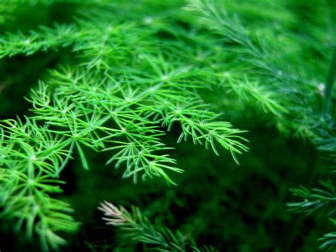 мъката на художника Автор Veselina Ilieva Wesy ФОТО ФОРУМ