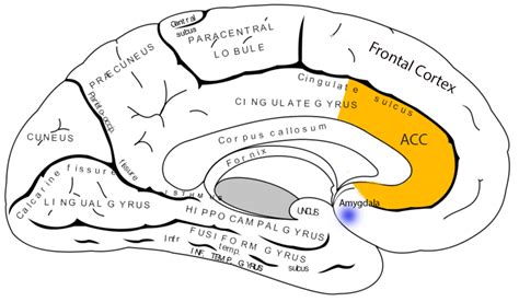 Anxiety Panic Feedback Loop Attention Training Therapy Metacognitive Therapy Guide For
