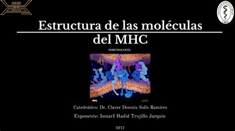 Estructura Del Mhc By Ismari Trujar On Prezi