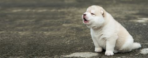 Can Dogs Learn To Speak Wag