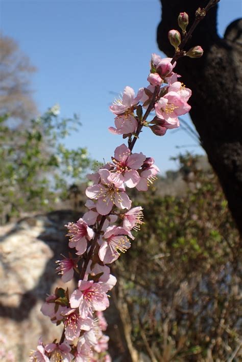 ニワウメ（バラ科） 見ごろの植物