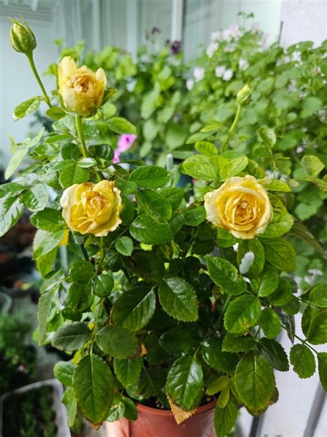 독일 사계 미니장미 네이버 블로그