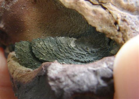 Pseudofossil Fossil Id The Fossil Forum