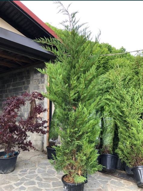 Tuia La Cel Mai Mic Pret Constanta Olx Ro