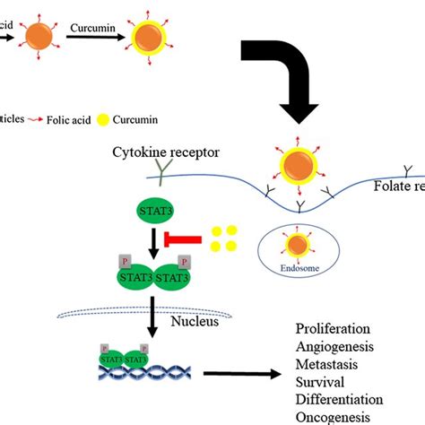 Schematic Illustration Of The Synthesis Of Fa Secur Nps And Their
