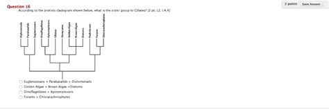 Solved According To The Protists Cladogram Shown Below What