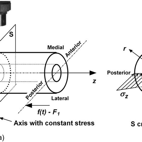 Poroelastic Model Is Developed For The Tibial Mid Shaft To Calculate