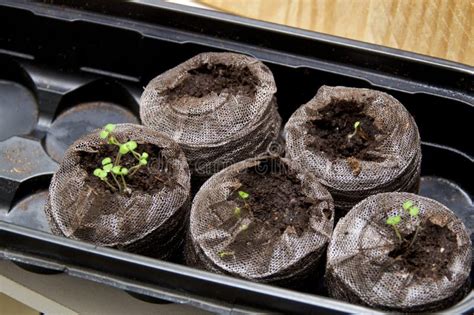 Numerous Young Catnip Seedlings Growing In Organic Peat Pods Indoors