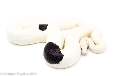 Panda Pied Ball Python