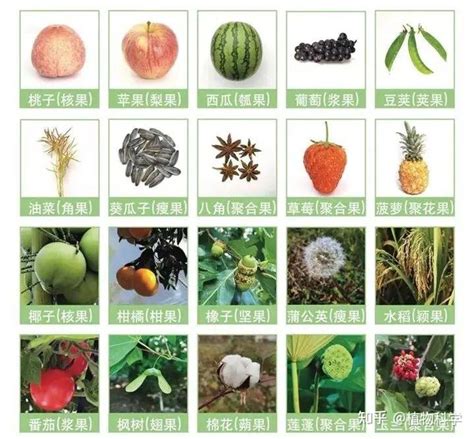 宾夕法尼亚州立大学马红教授团队揭示被子植物果实演化之谜 知乎