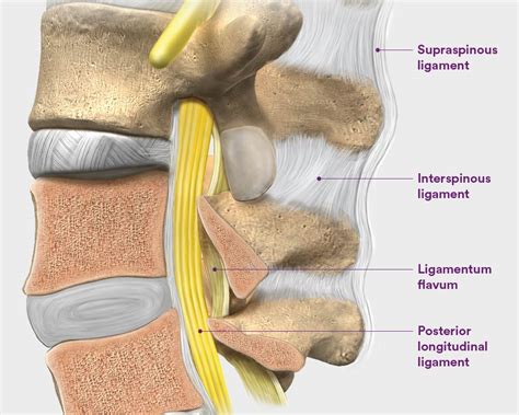 Back Anatomy Ligaments At Carmen Wong Blog