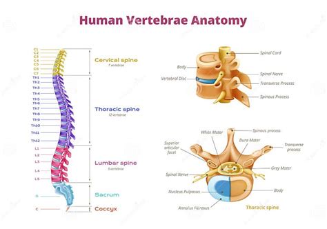Human Vertebrae Diagram Infographics Stock Vector Illustration Of