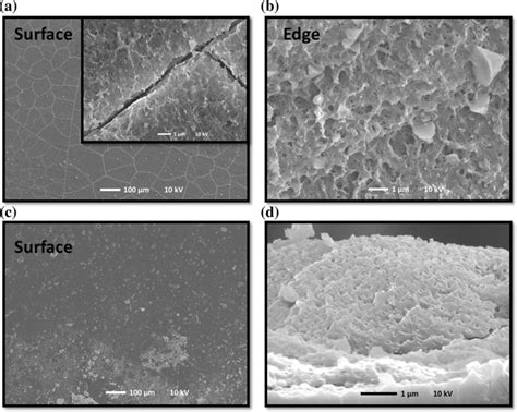 Fe Sem Micrograph Of Surface And Cross Sections Of Download