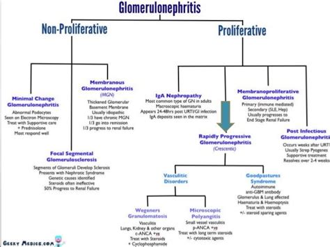 Image Result For Rapidly Progressive Crescentic Glomerulonephritis