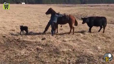 لحظات درخشانی که حیوانات ناجی جان سایر موجودات و انسانها شده اند فیلو